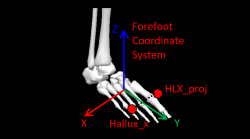 Appendix D - Oxford Foot Model